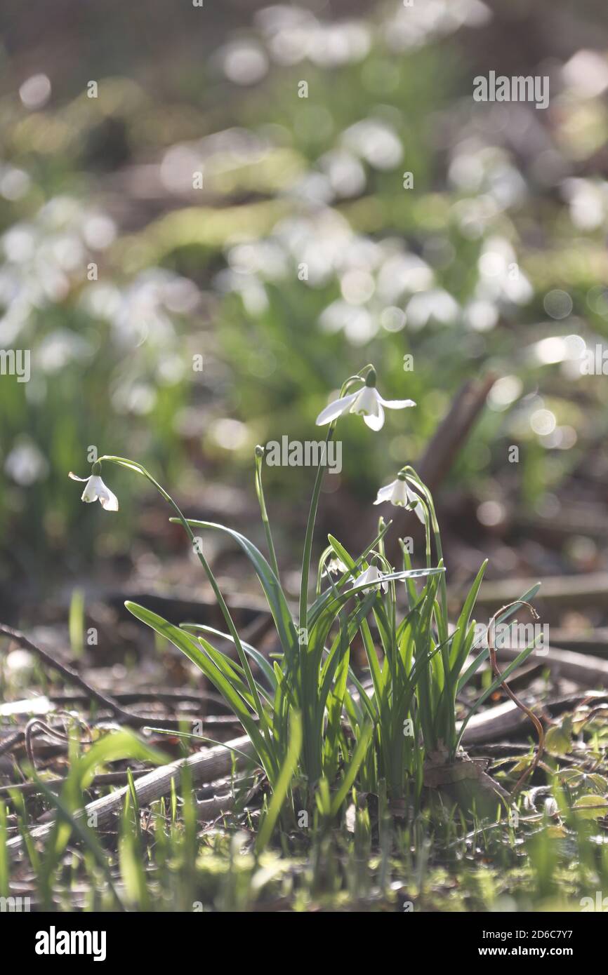 Ayrshire, Scotland, Snowdrops in woodland.Galanthus is a small genus of ...