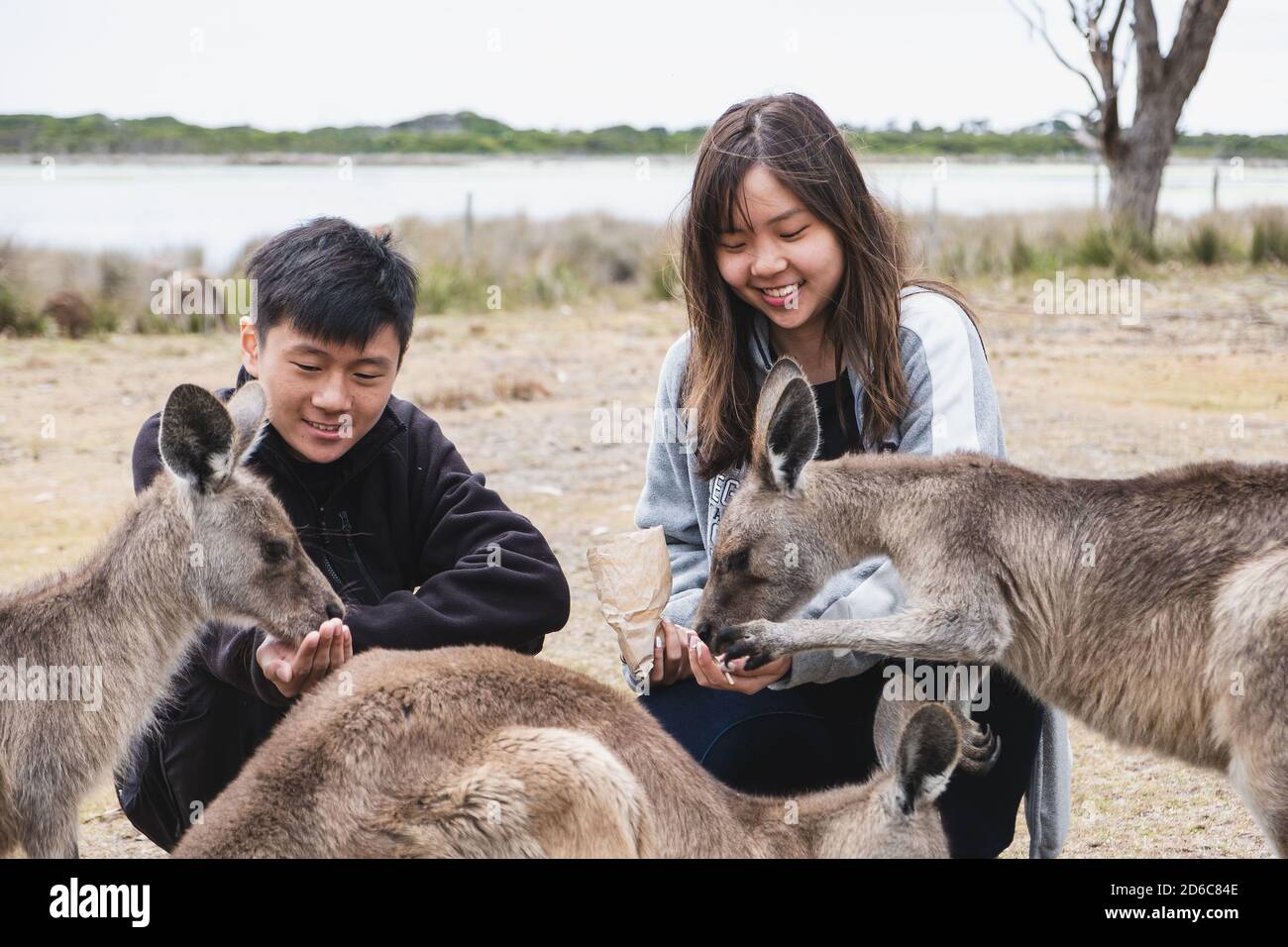 Happy smiling Chinese sibling feeding group of kangaroos Stock Photo ...