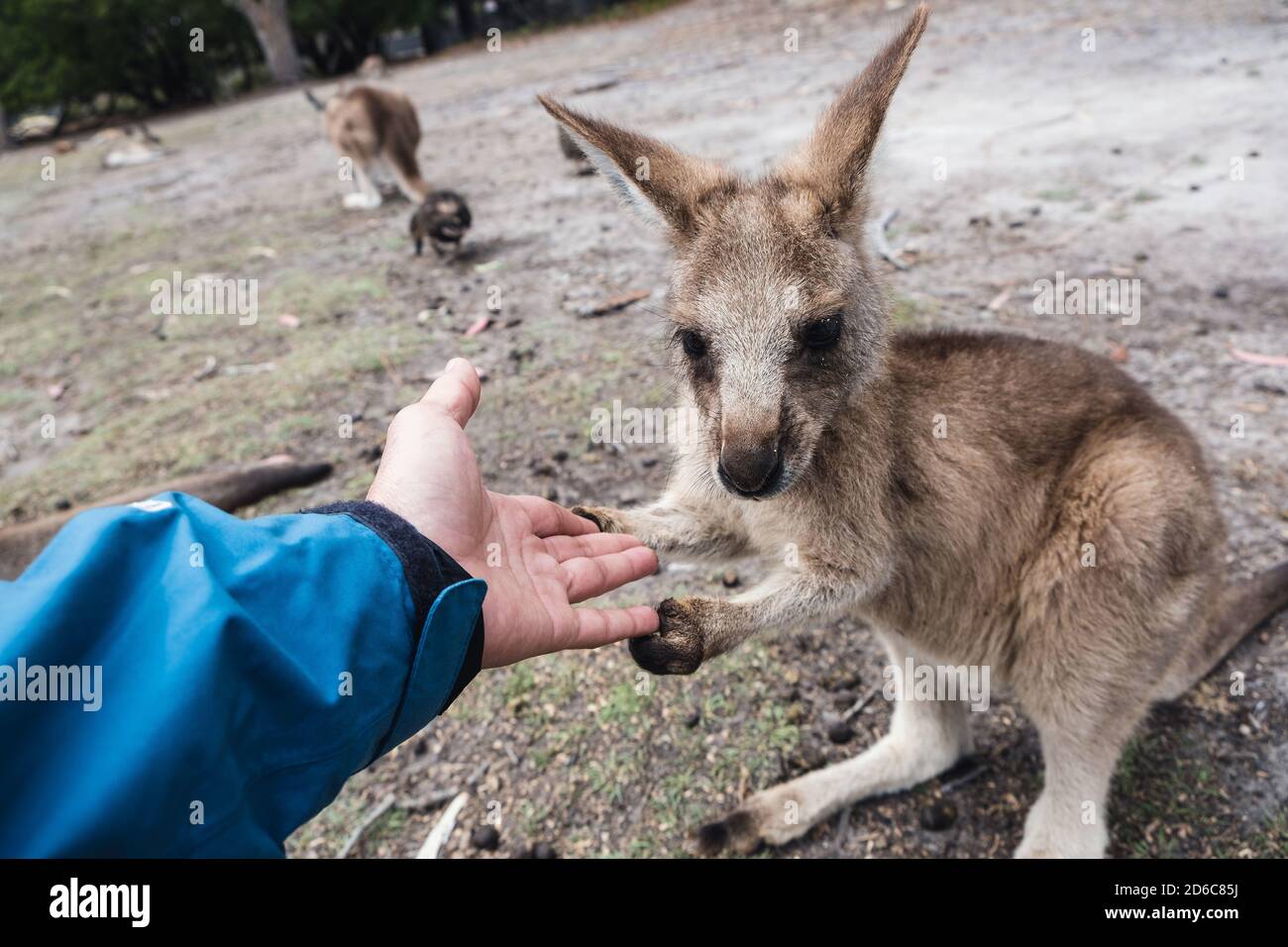 Kangaroo Hands