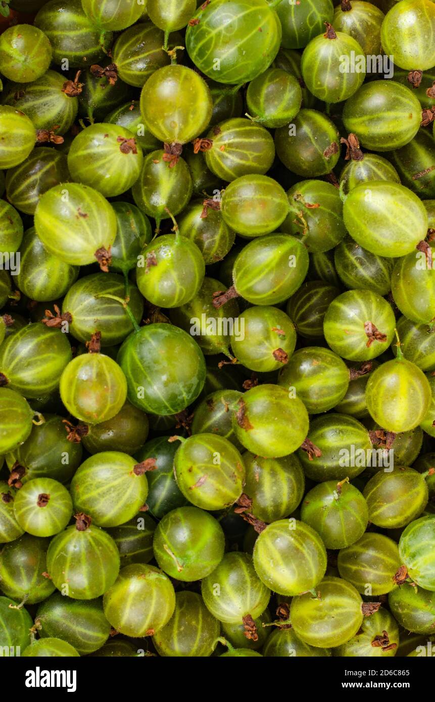 Background, texture, wallpaper from berries of garden gooseberries ...