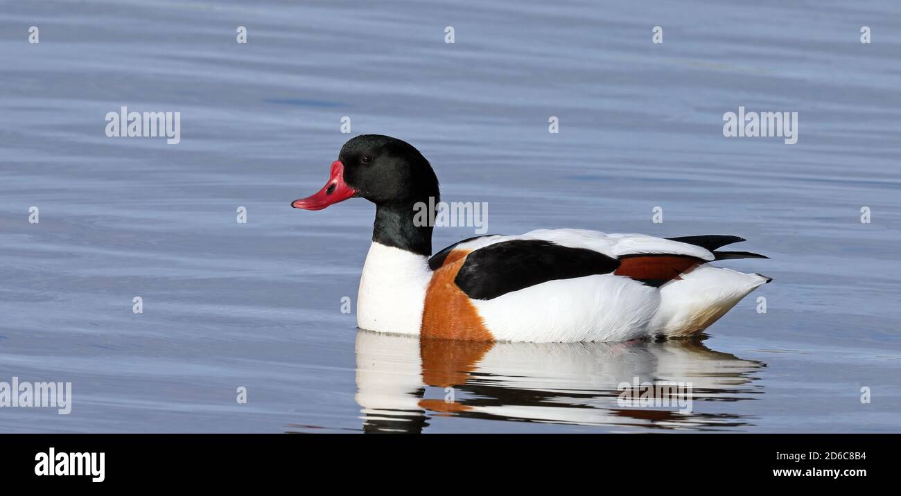Common Shelduck swimming in breeding plumage Stock Photo - Alamy