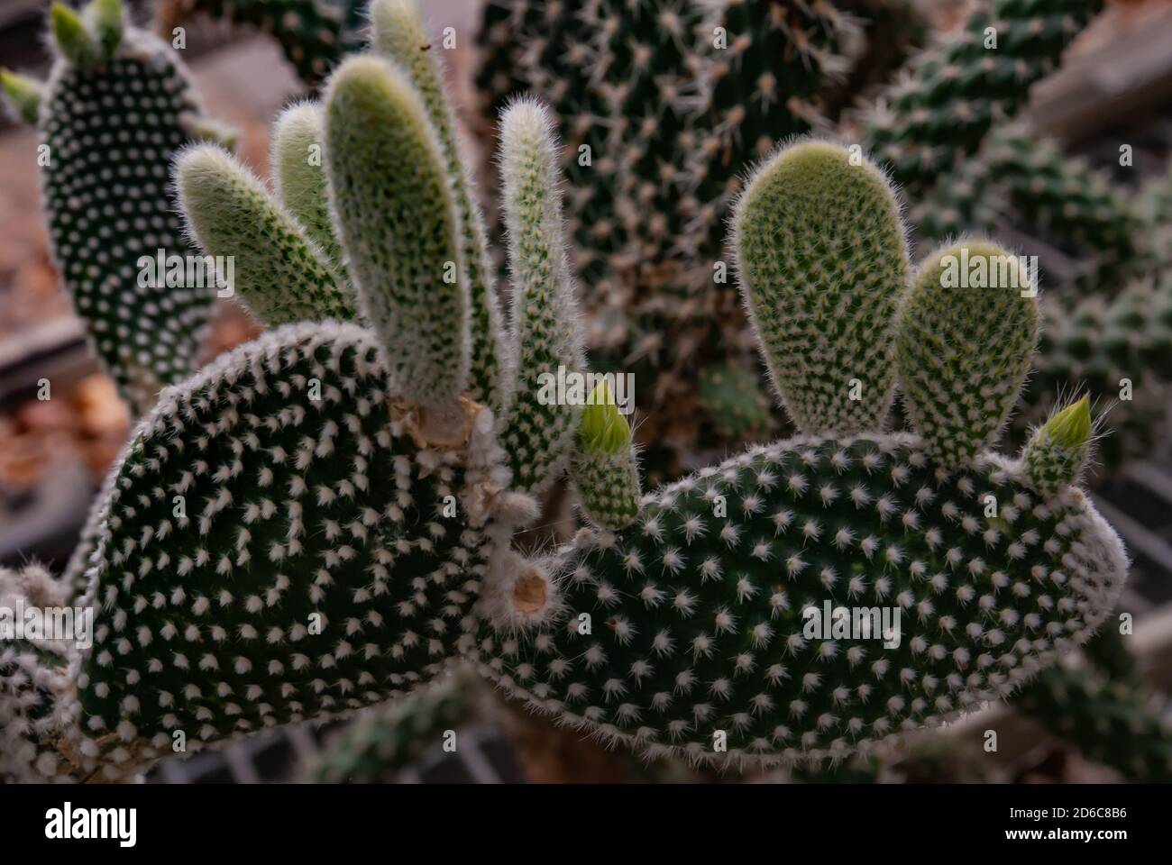 Cactus Plant. Opuntia Angel Wing Microdasys Albata Bunny Ears Mickey ...