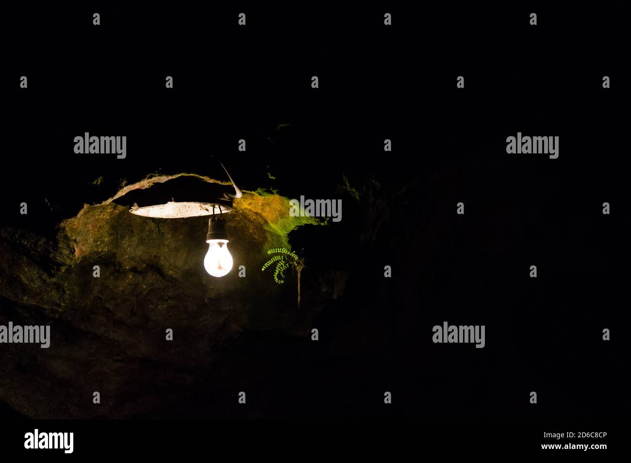 fern growing in cave to a light bulb Stock Photo - Alamy
