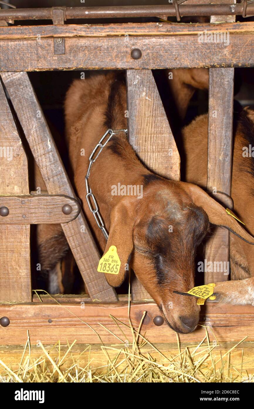 breeding of goats in barn Stock Photo - Alamy