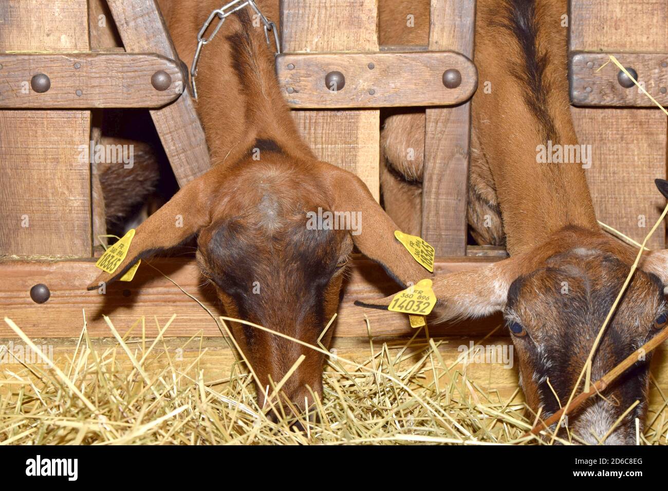 breeding of goats in barn Stock Photo - Alamy