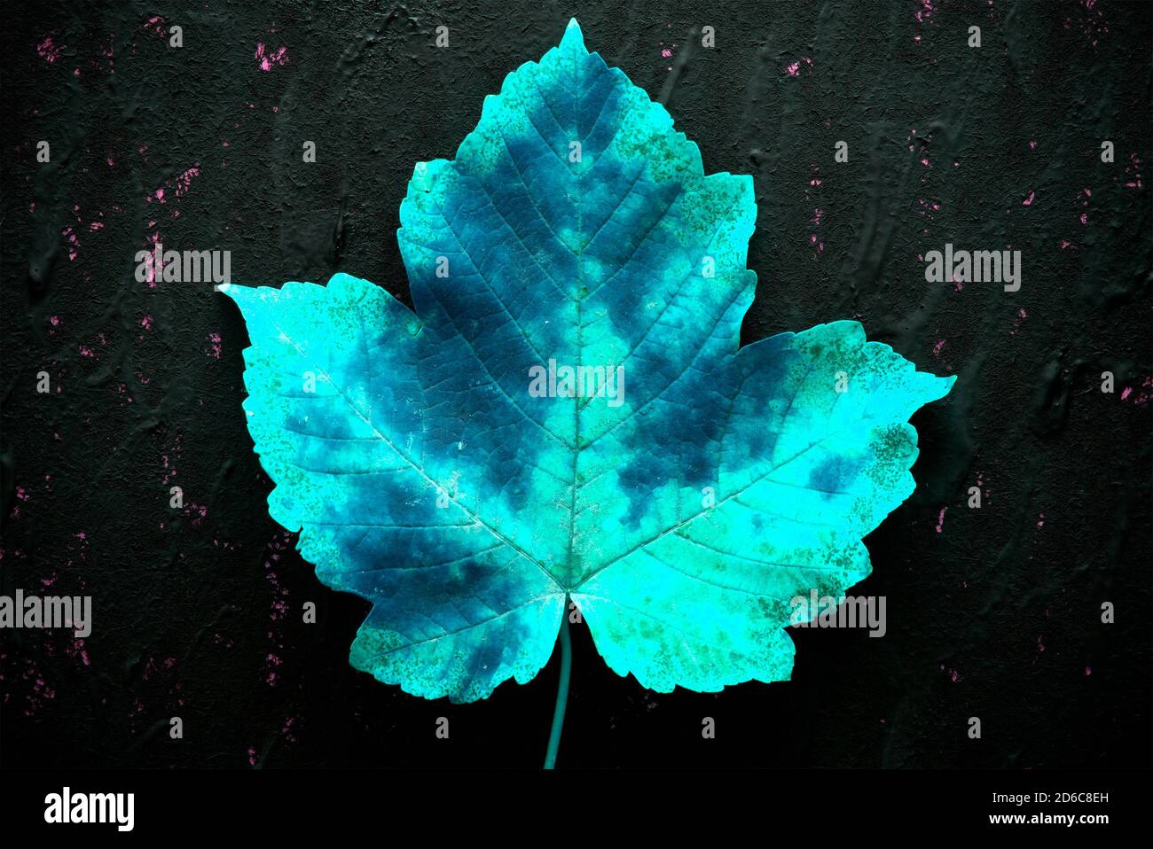 A maple leaf in abstract aqua blue Stock Photo - Alamy