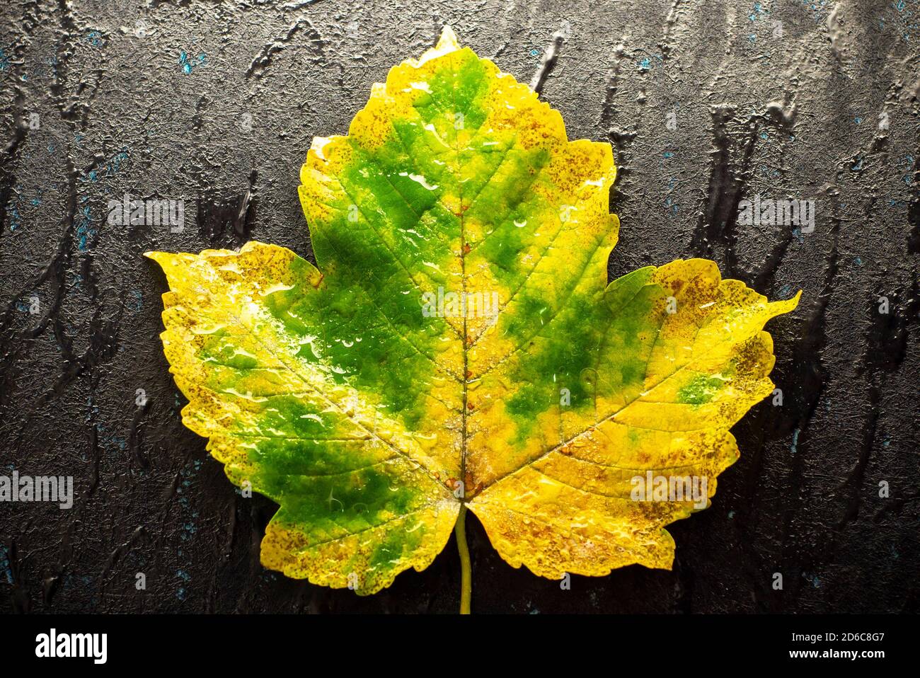 Black maple autumn leaf hi-res stock photography and images - Alamy