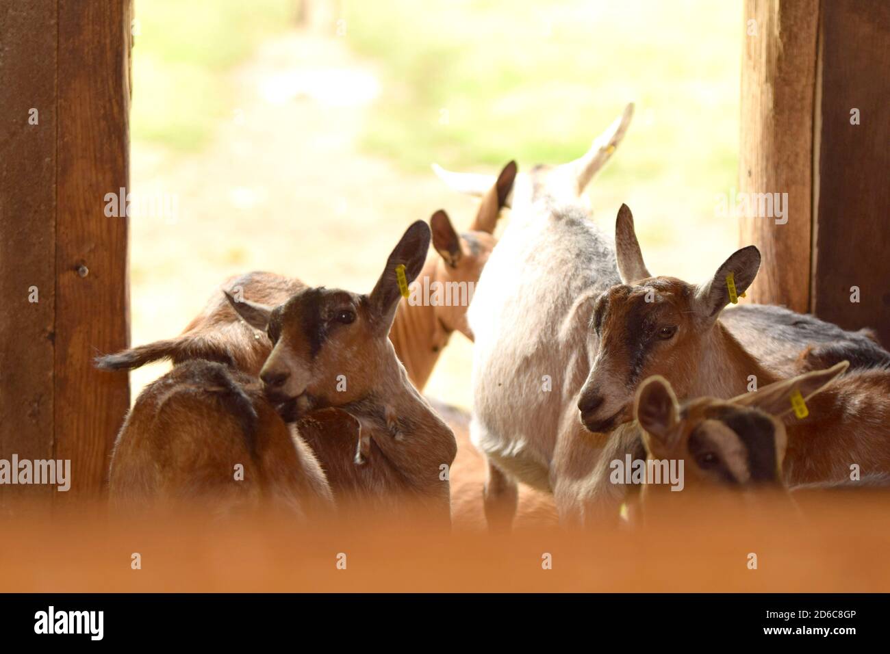 breeding of goats in barn Stock Photo - Alamy