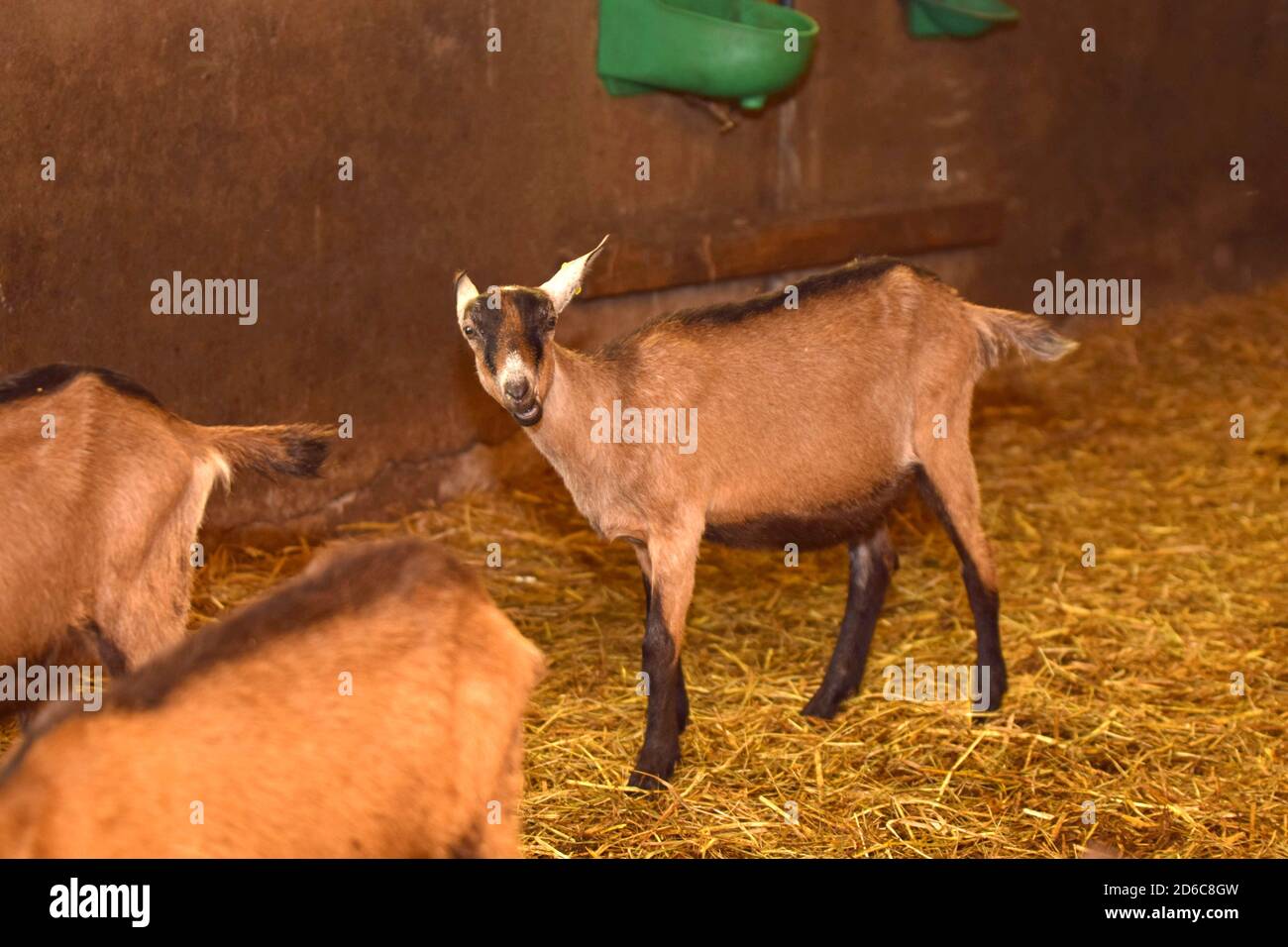 breeding of goats in barn Stock Photo - Alamy