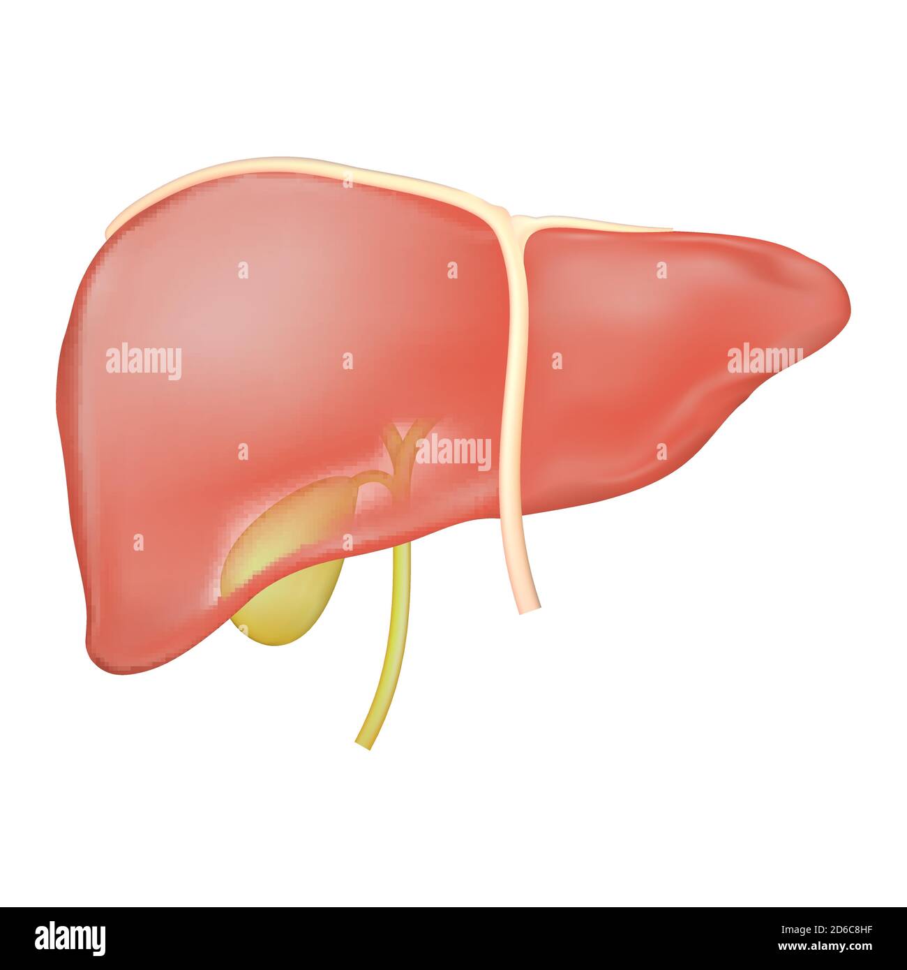 Liver bile ducts hi-res stock photography and images - Alamy