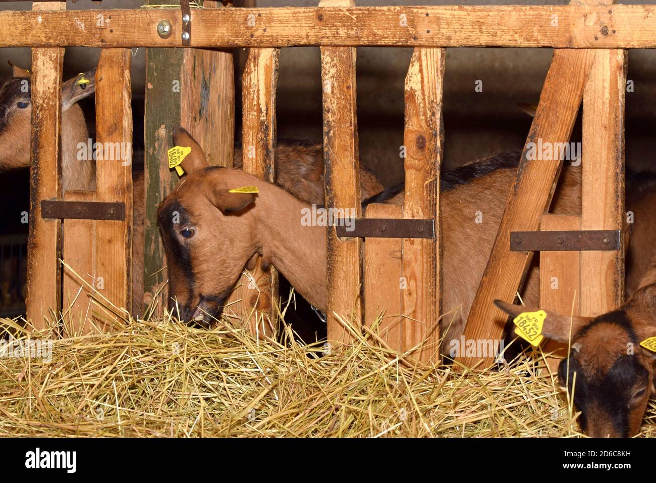 breeding of goats in barn Stock Photo - Alamy