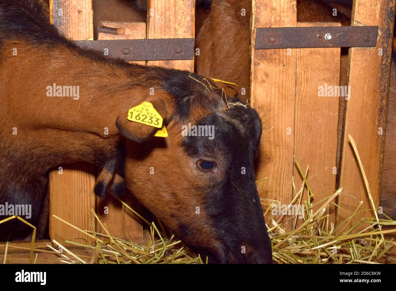breeding of goats in barn Stock Photo - Alamy