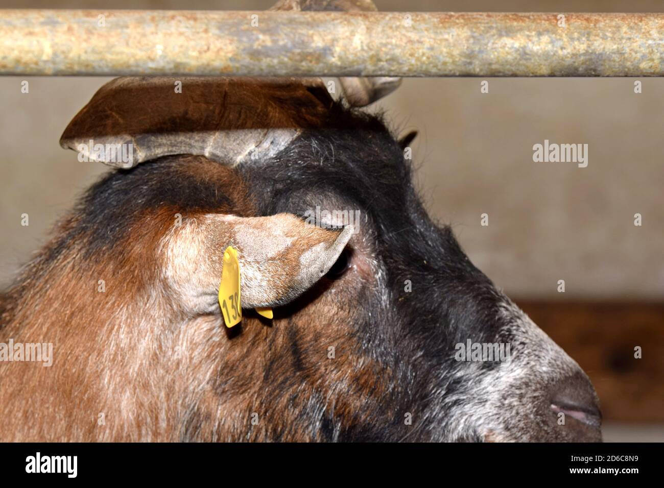 breeding of goats in barn Stock Photo - Alamy