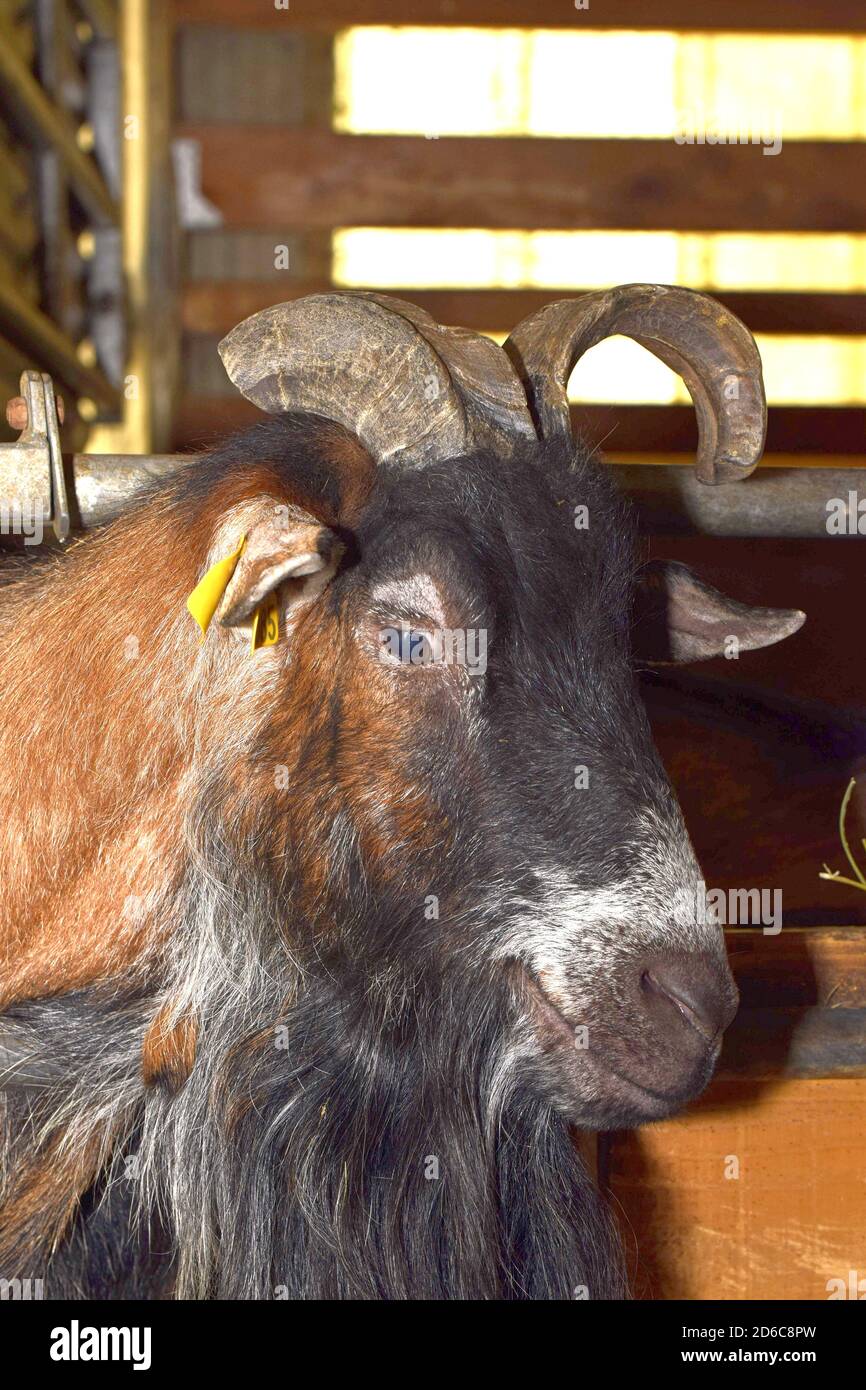 breeding of goats in barn Stock Photo - Alamy
