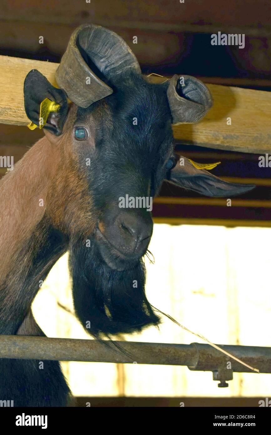 breeding of goats in barn Stock Photo - Alamy