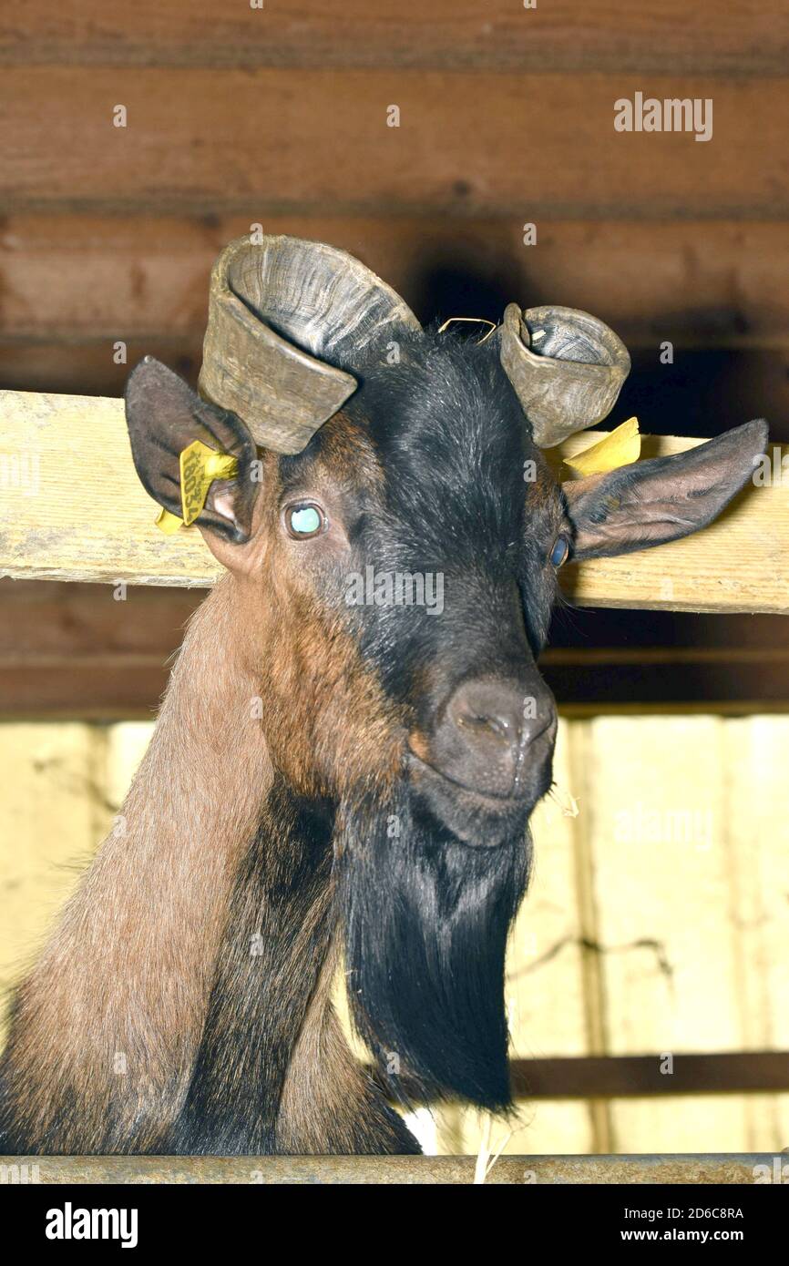 breeding of goats in barn Stock Photo - Alamy