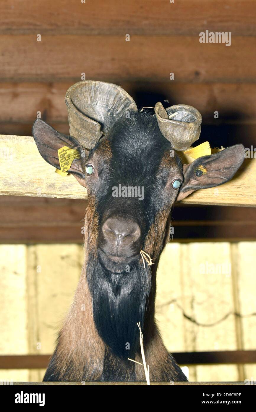breeding of goats in barn Stock Photo - Alamy