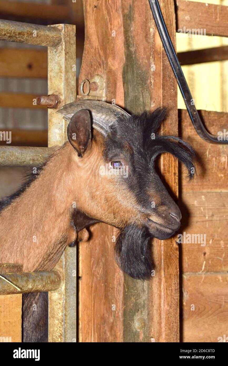 breeding of goats in barn Stock Photo - Alamy