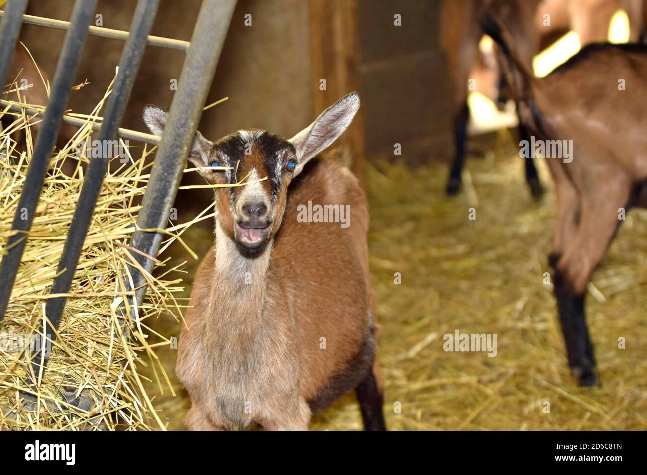 breeding of goats in barn Stock Photo - Alamy