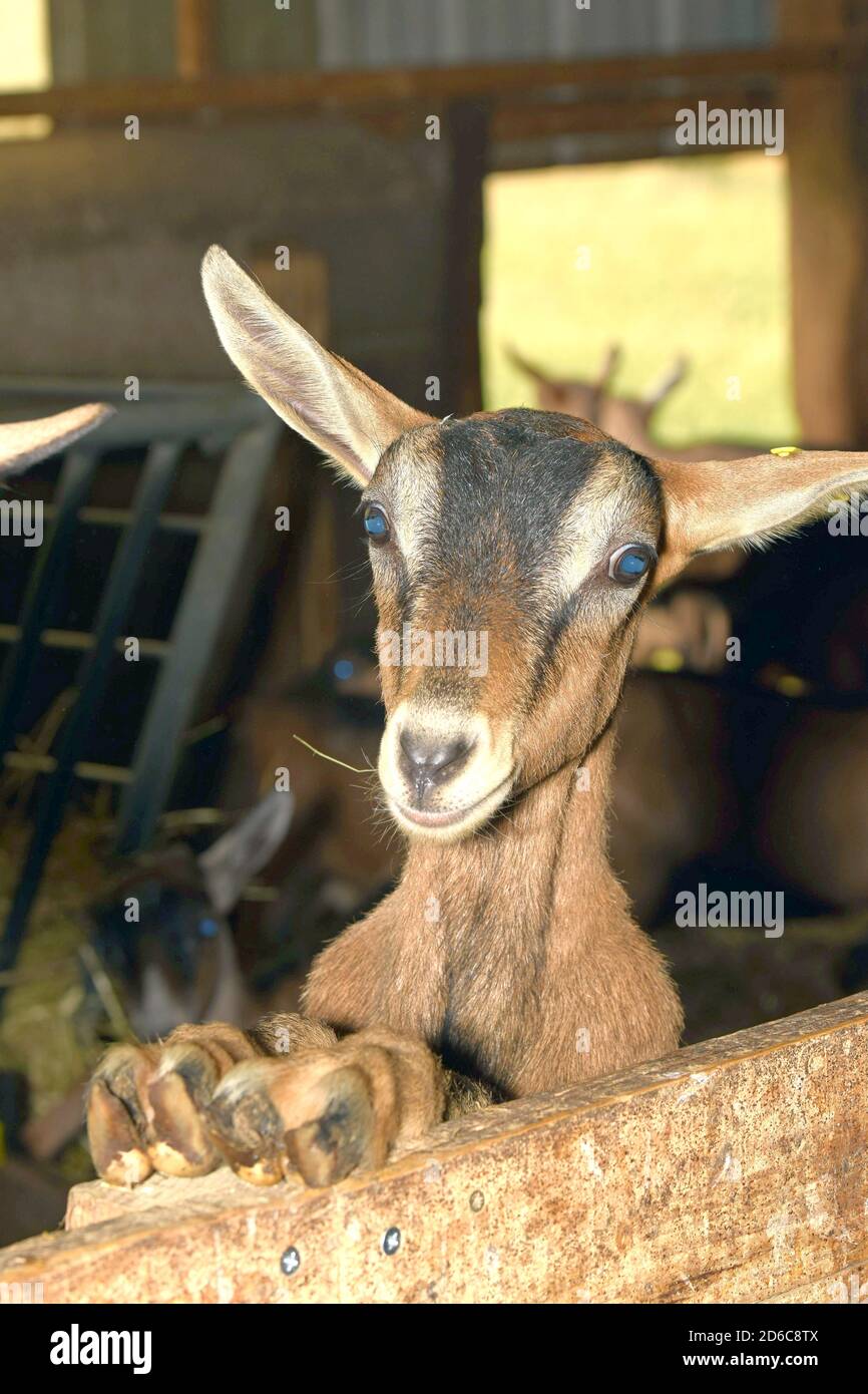 breeding of goats in barn Stock Photo - Alamy