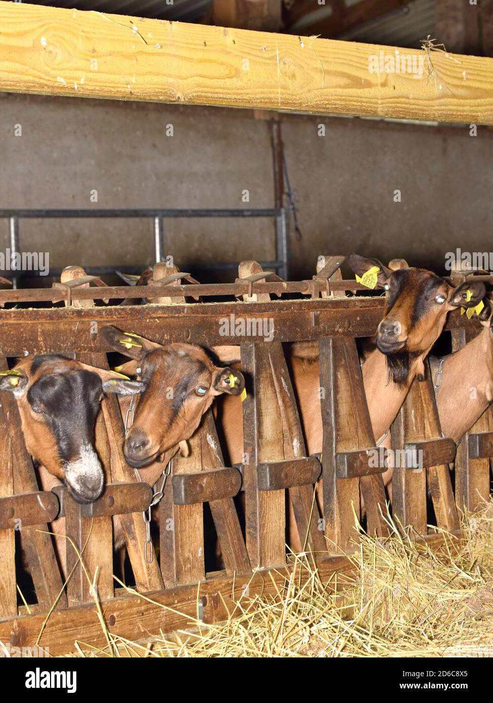 breeding of goats in barn Stock Photo - Alamy