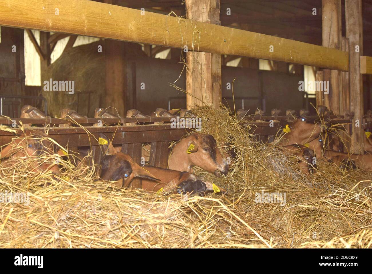 breeding of goats in barn Stock Photo - Alamy
