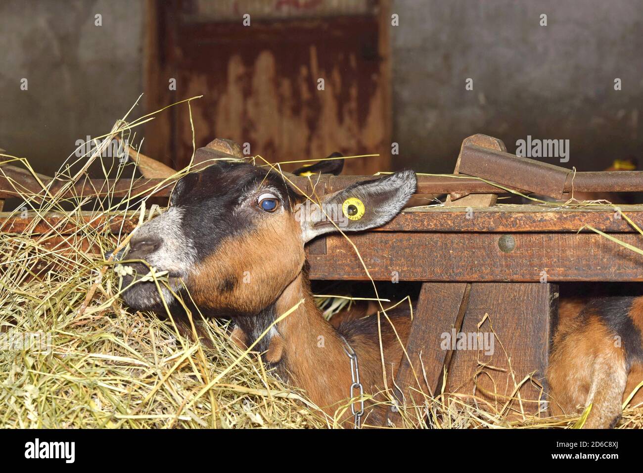 breeding of goats in barn Stock Photo - Alamy