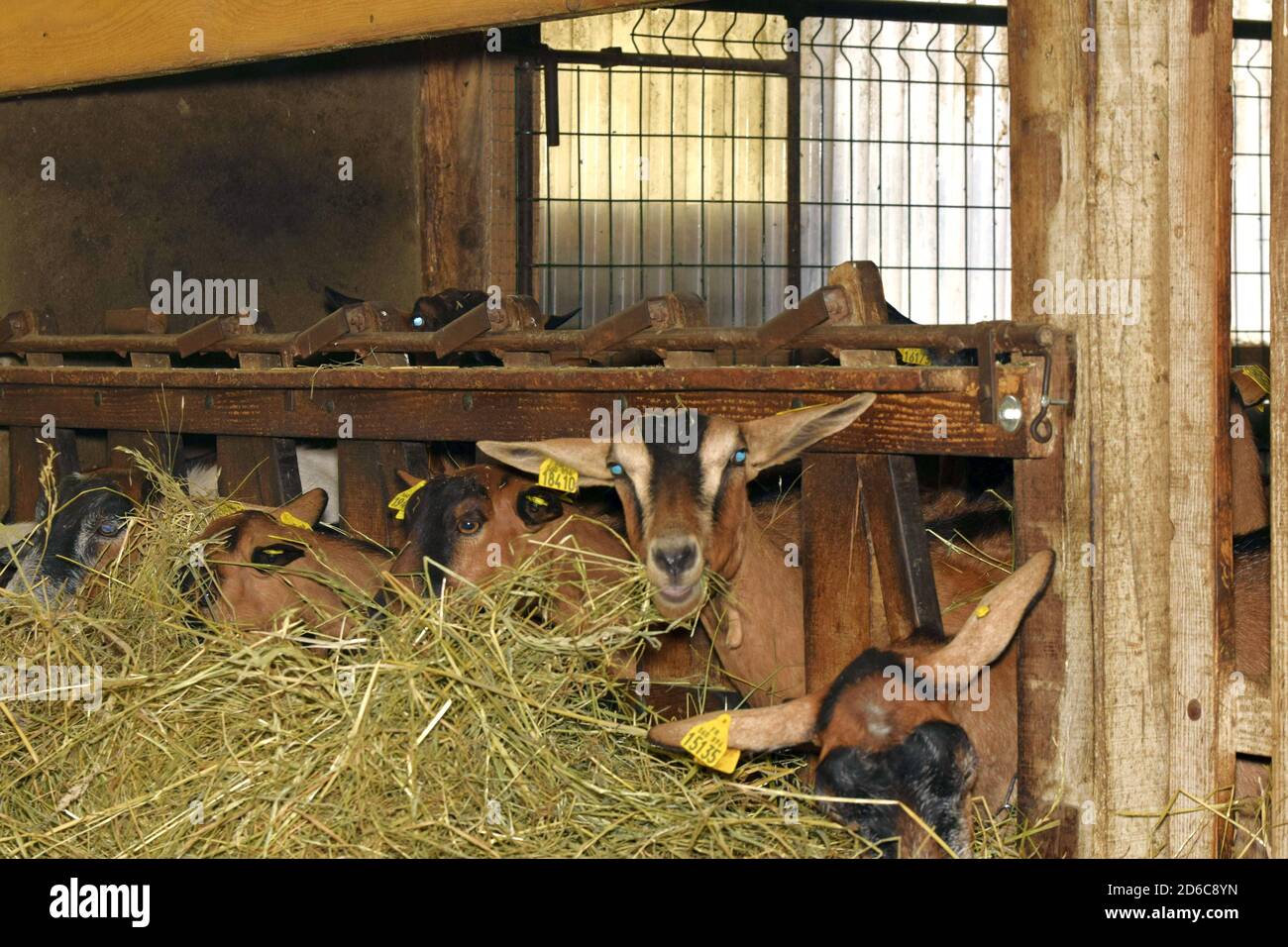 breeding of goats in barn Stock Photo - Alamy