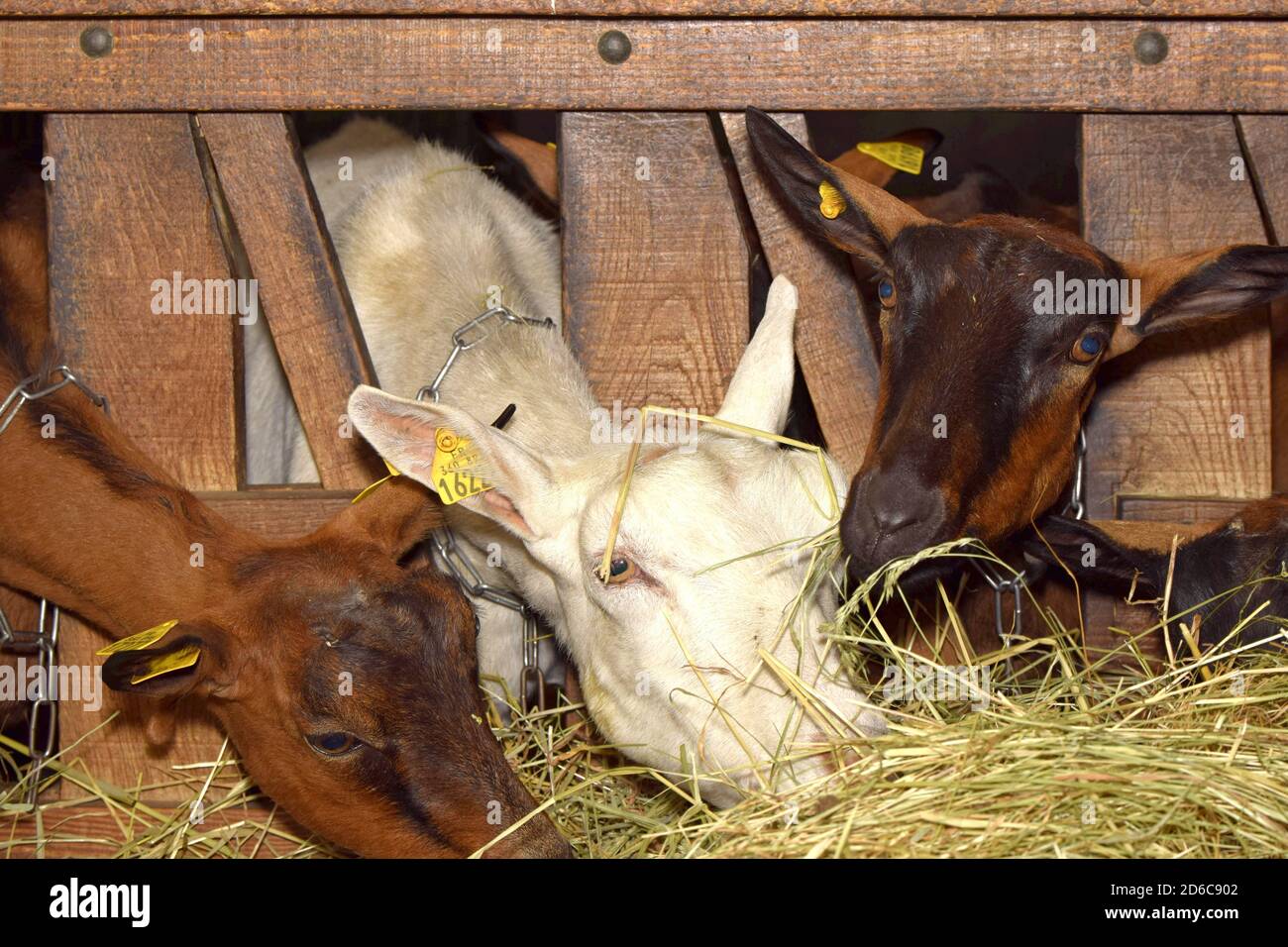 breeding of goats in barn Stock Photo - Alamy