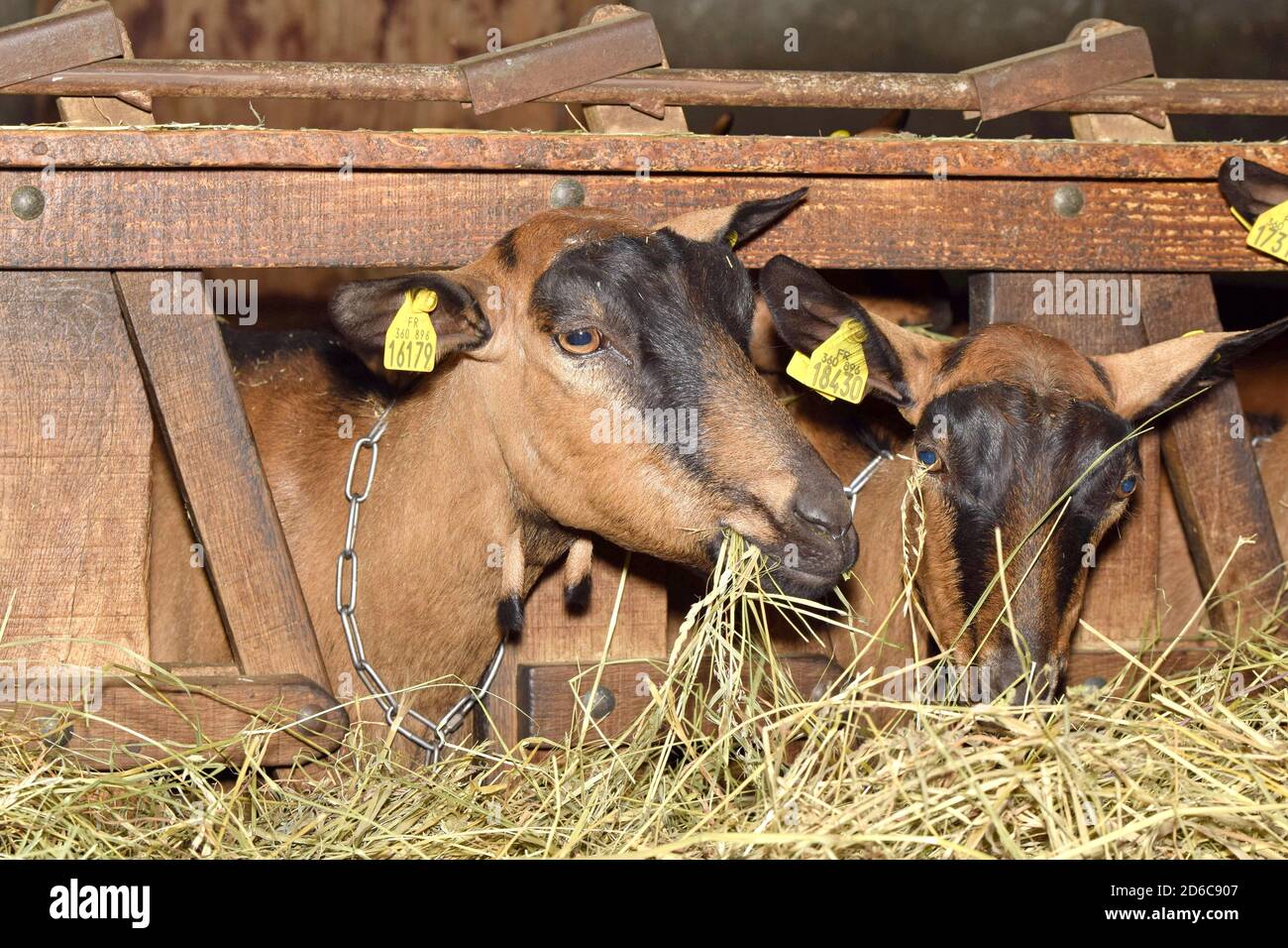 breeding of goats in barn Stock Photo - Alamy