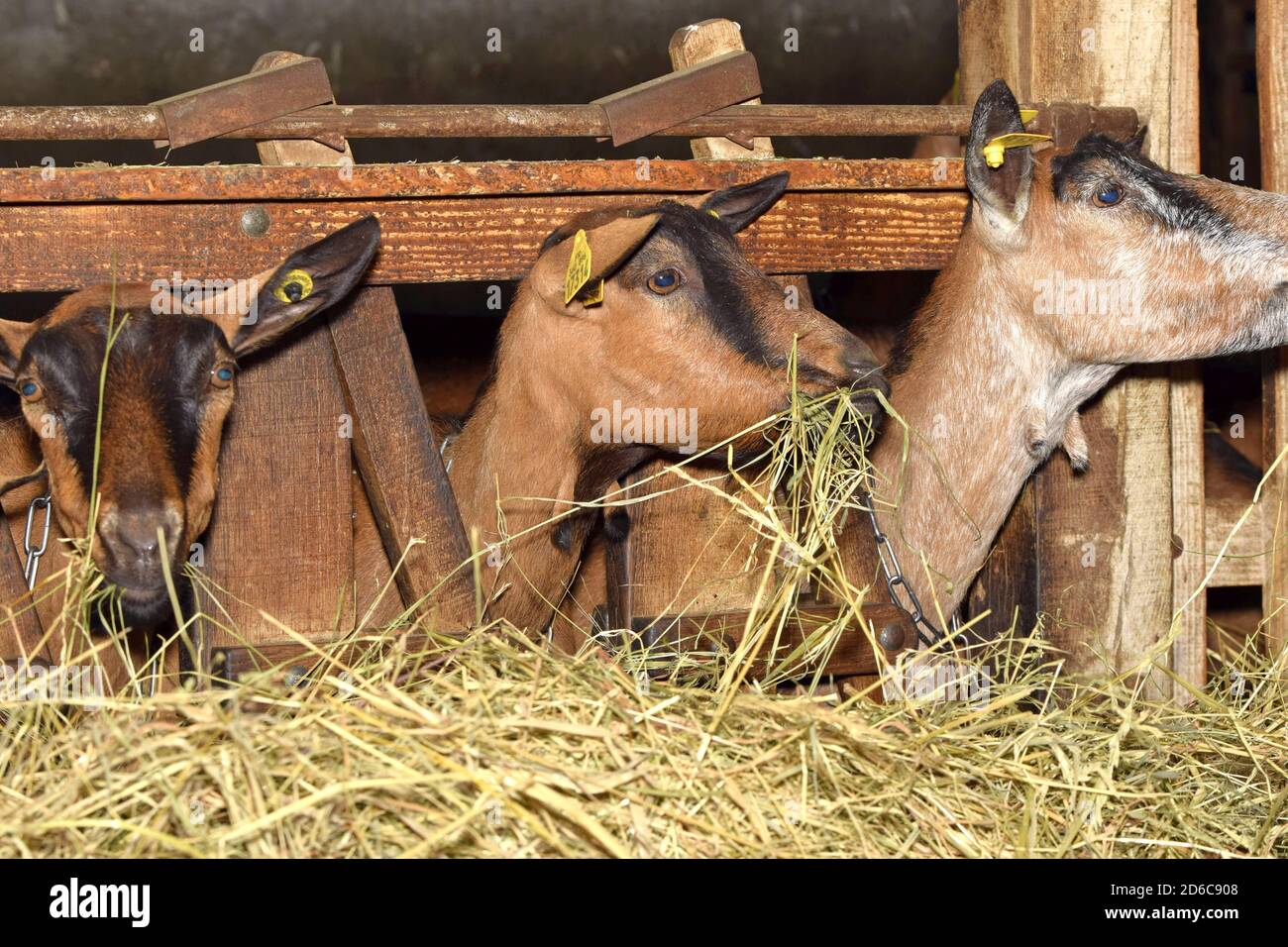 breeding of goats in barn Stock Photo - Alamy
