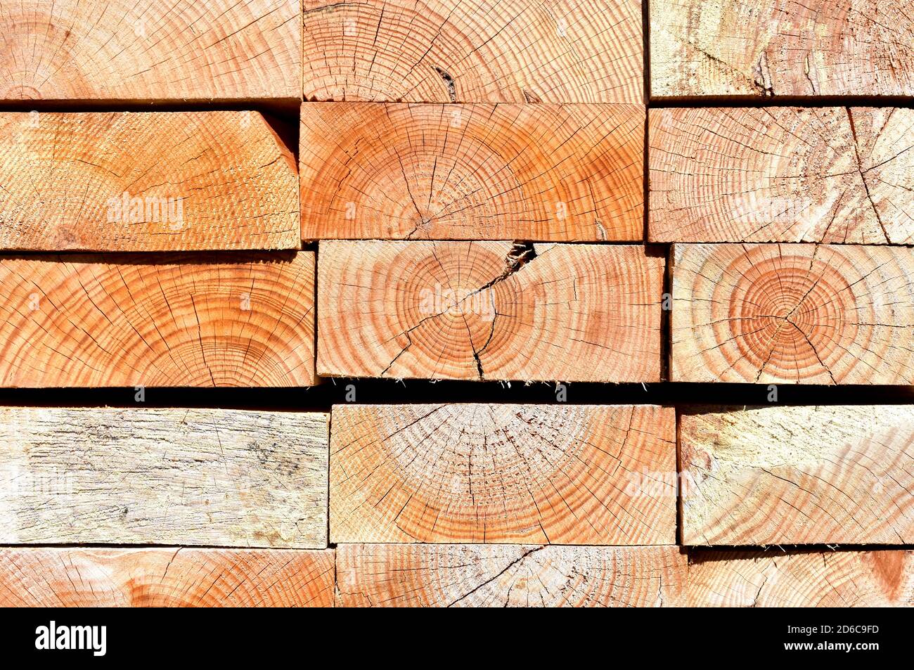 Pine tree cut wood background. Wood texture with sun light Stock Photo ...