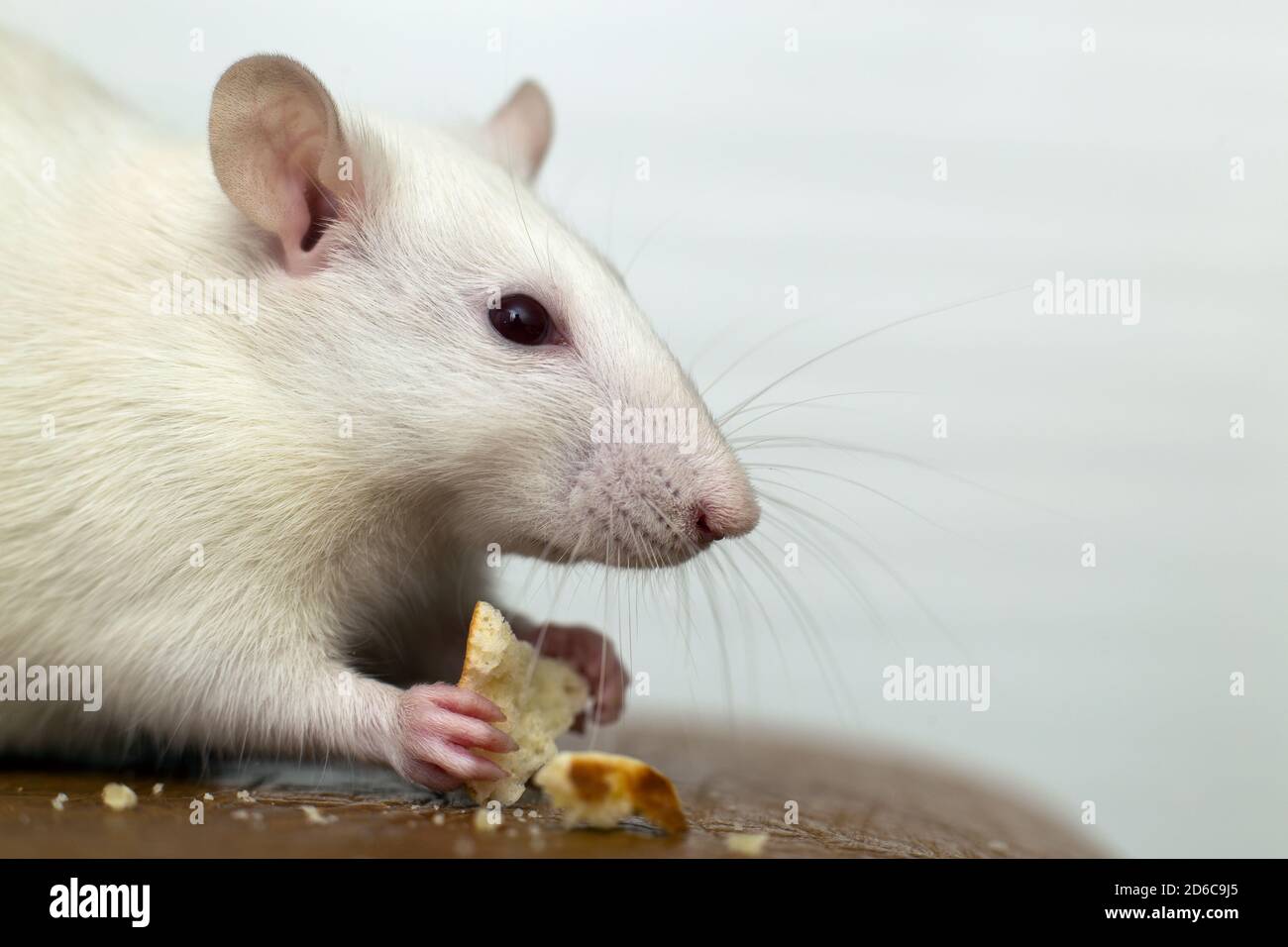 Lab rat eating hi-res stock photography and images - Alamy