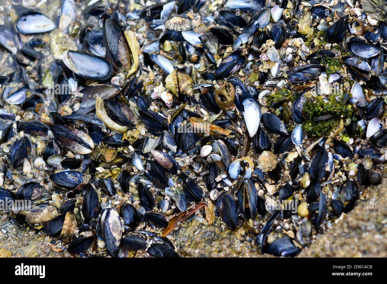 Sea shells on a sandy beach off the coast of France by the ocean Stock ...