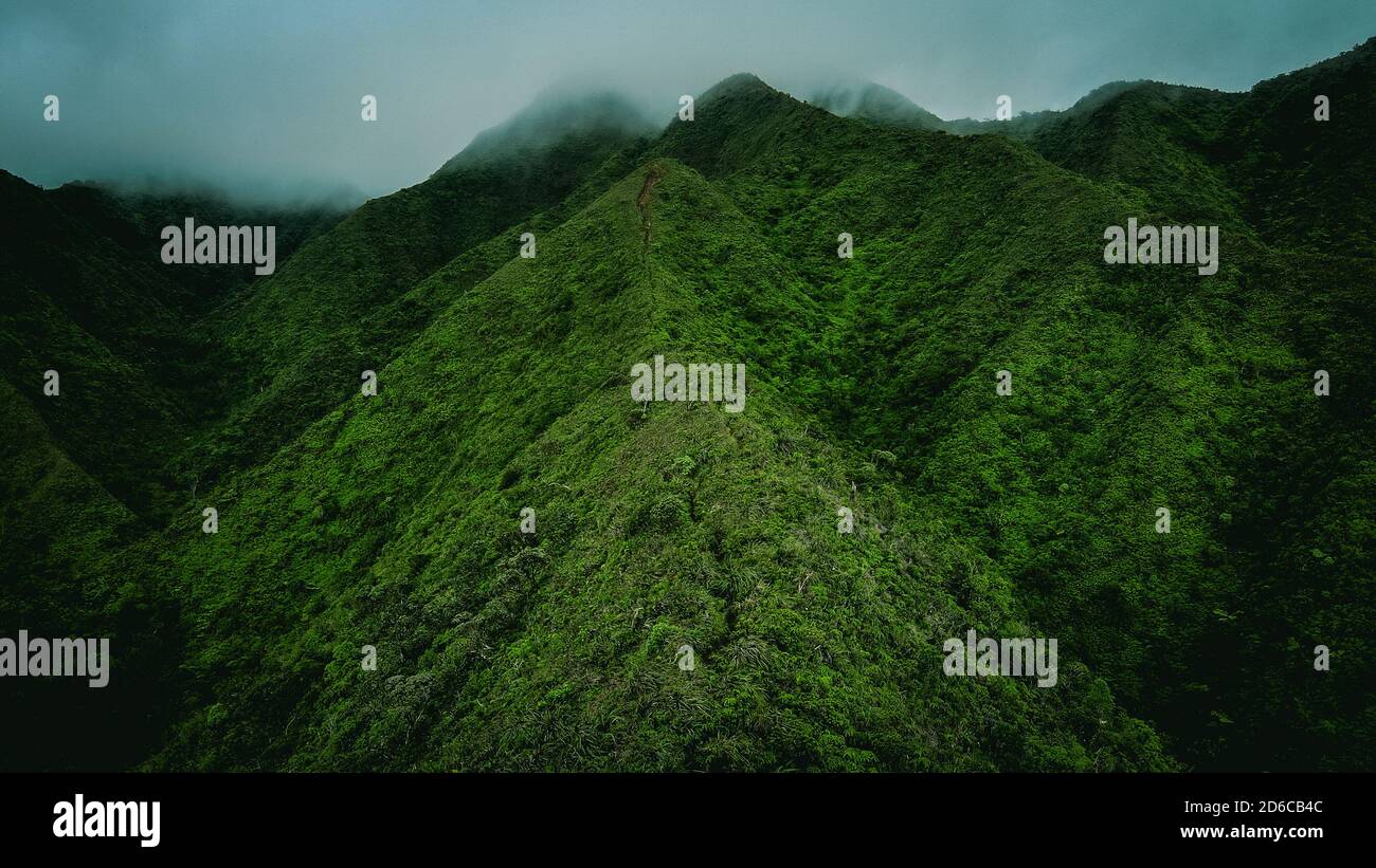 Tropical Montane Cloud Forest, Oahu, Hawaii ，Konahuanui, Koolau Range ...