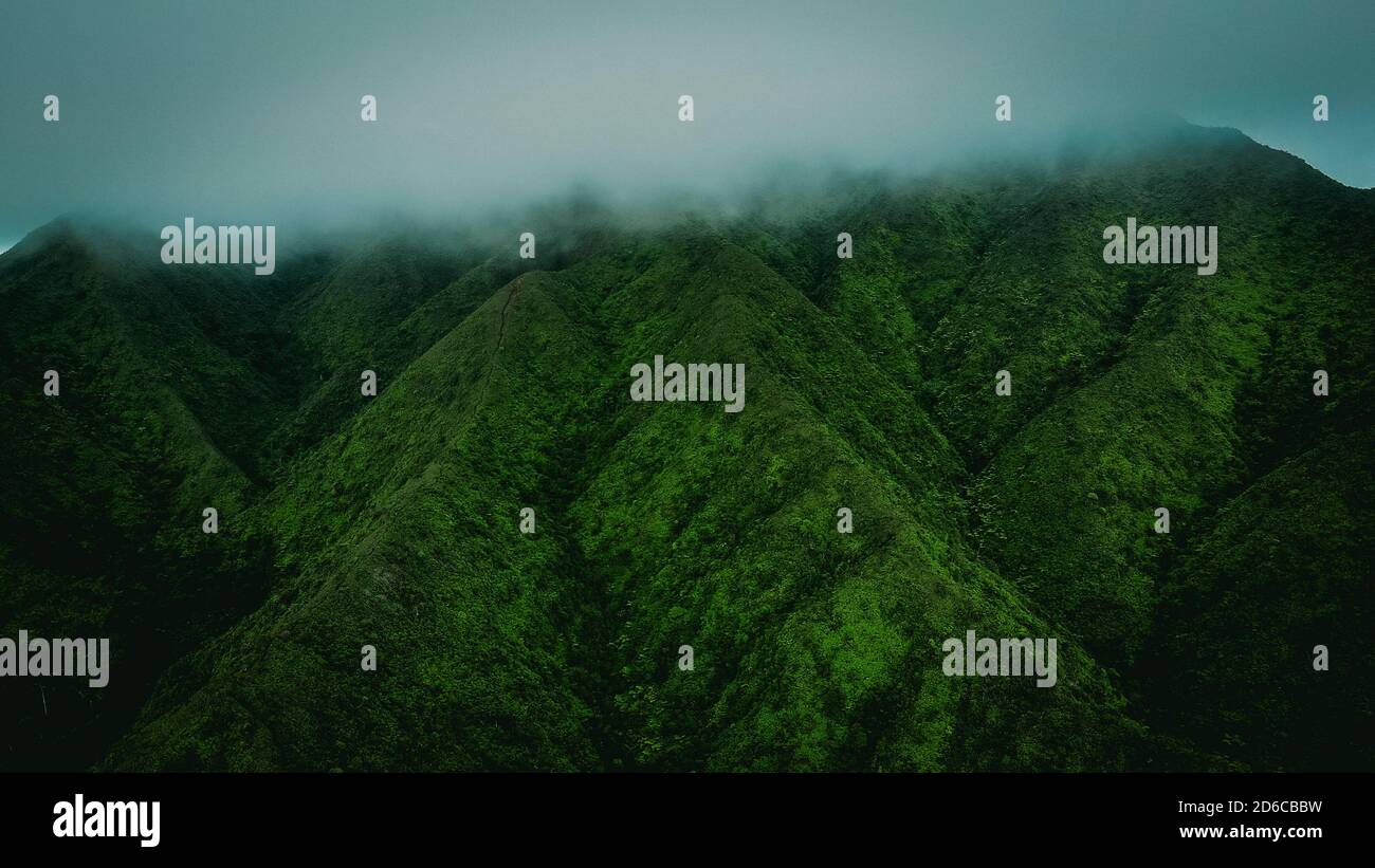 Tropical Montane Cloud Forest, Oahu, Hawaii ，Konahuanui, Koolau Range ...