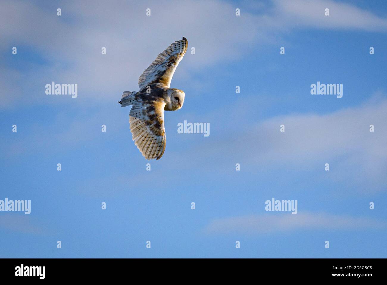 The barn owl (Tyto alba) is the most widely distributed species of owl ...