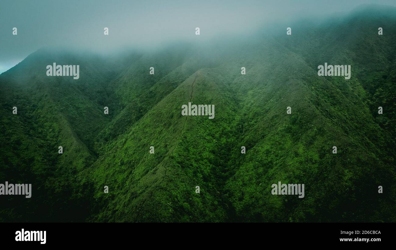 Tropical Montane Cloud Forest, Oahu, Hawaii ，Konahuanui, Koolau Range ...
