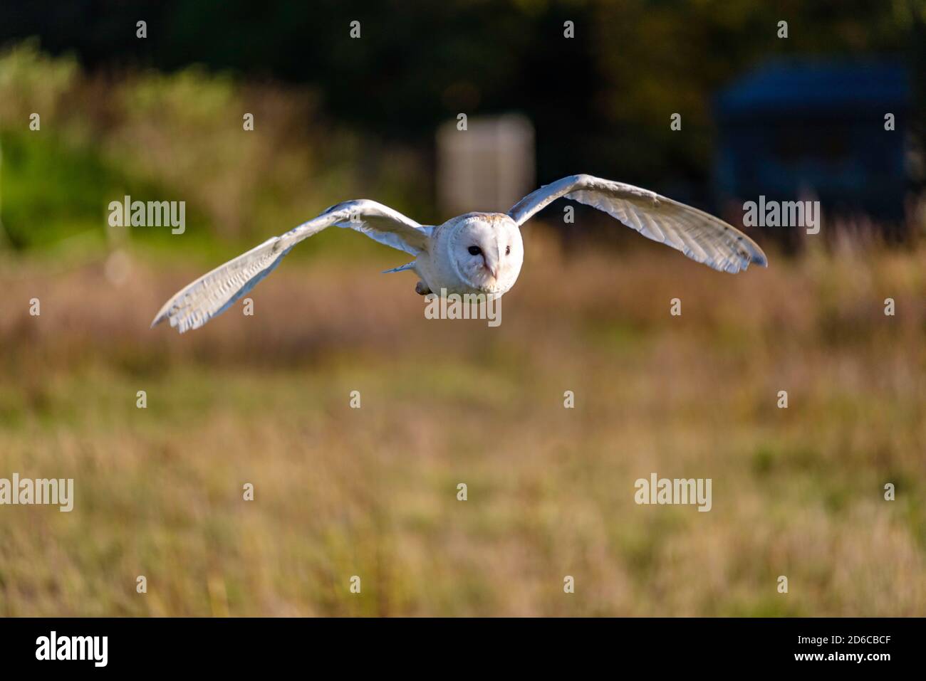 The barn owl (Tyto alba) is the most widely distributed species of owl ...