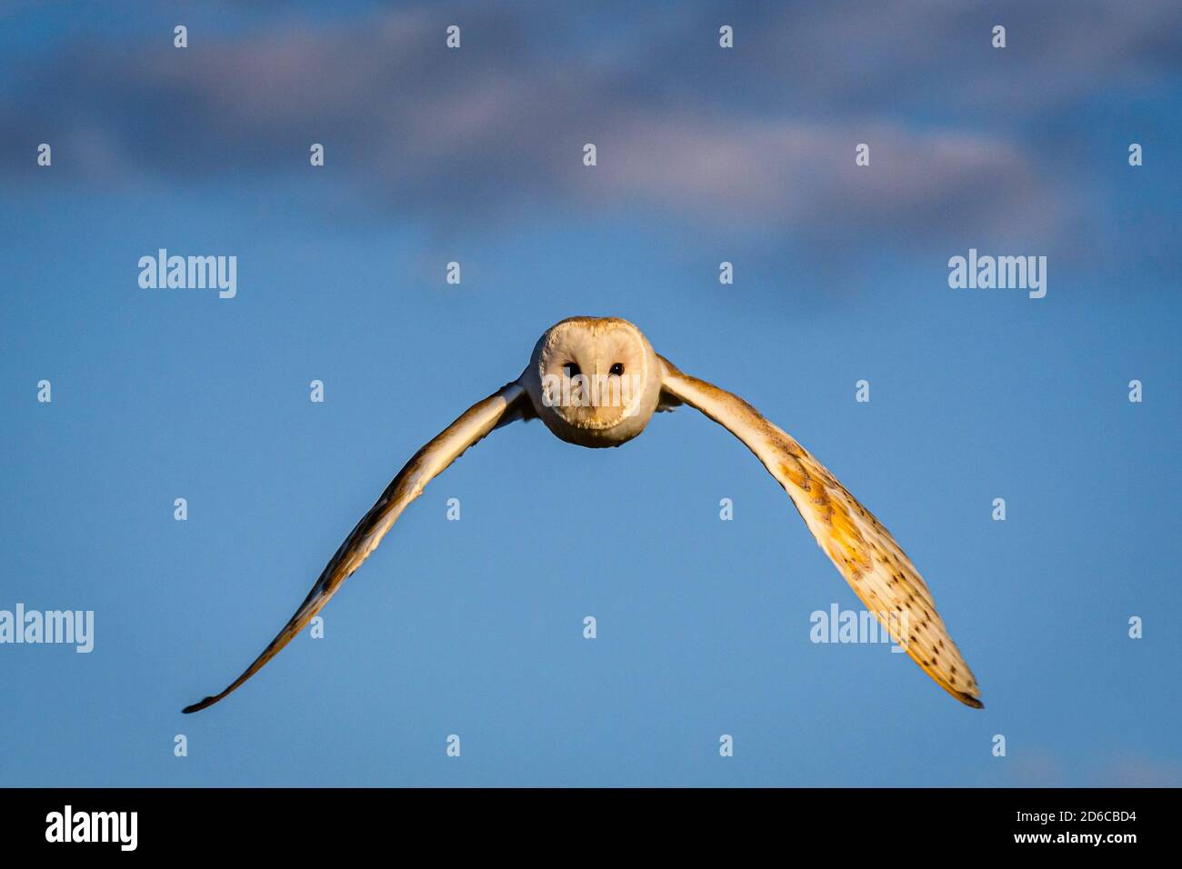 The barn owl (Tyto alba) is the most widely distributed species of owl ...
