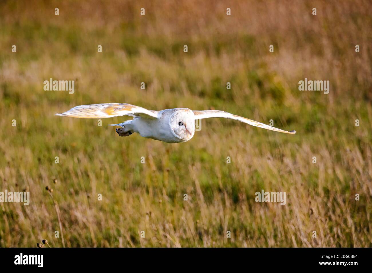 The barn owl (Tyto alba) is the most widely distributed species of owl ...