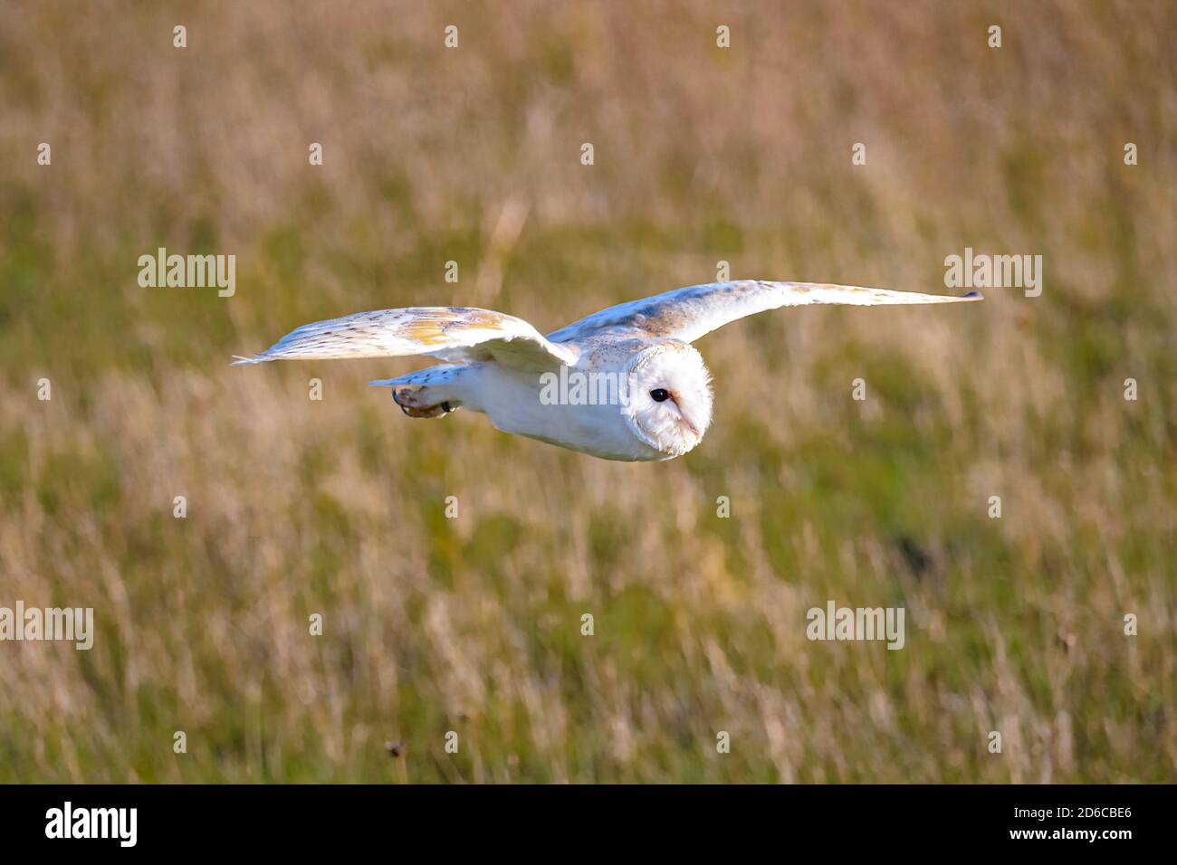 The barn owl (Tyto alba) is the most widely distributed species of owl ...