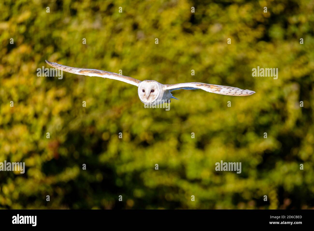 The barn owl (Tyto alba) is the most widely distributed species of owl ...