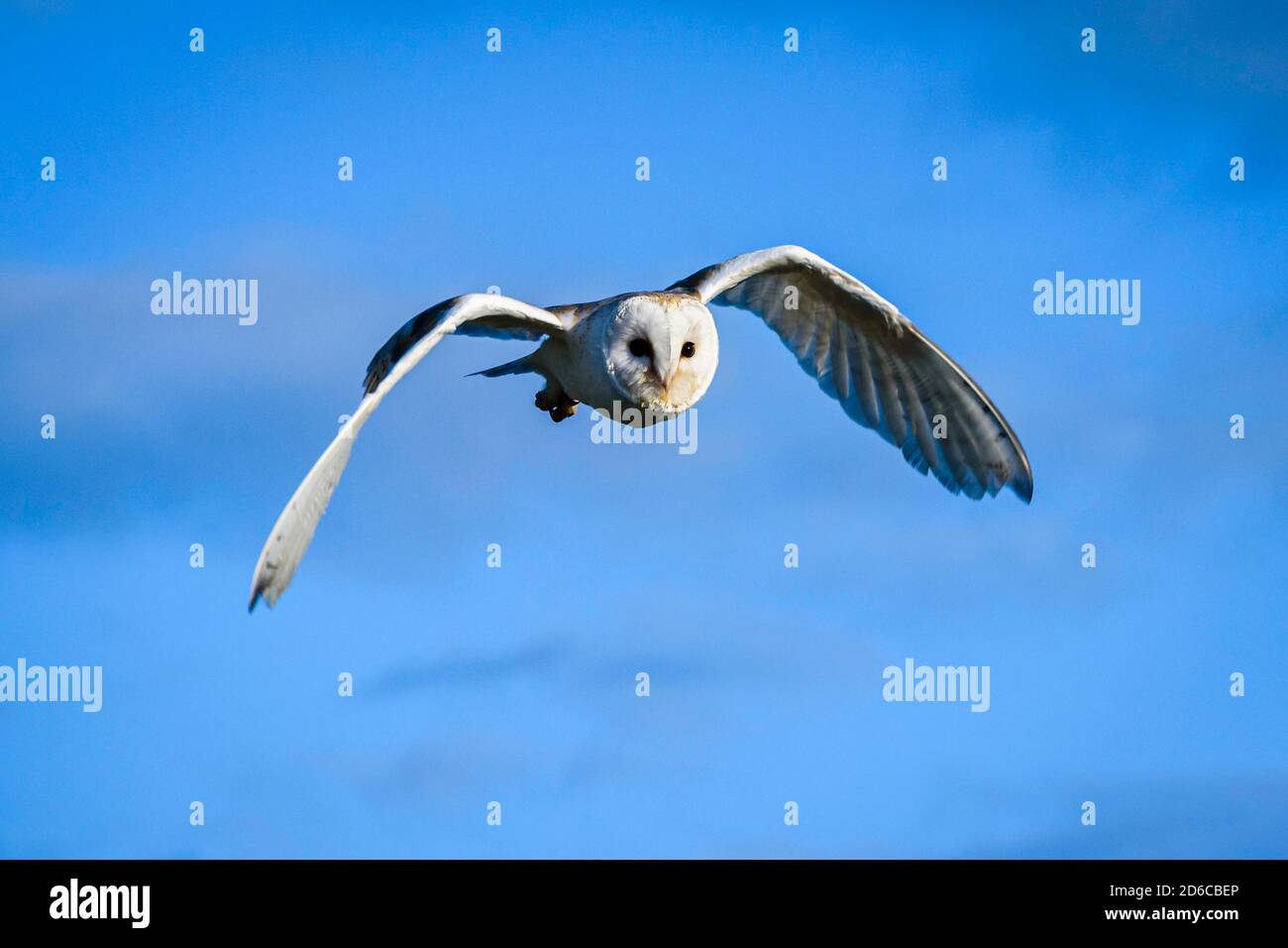 The barn owl (Tyto alba) is the most widely distributed species of owl ...