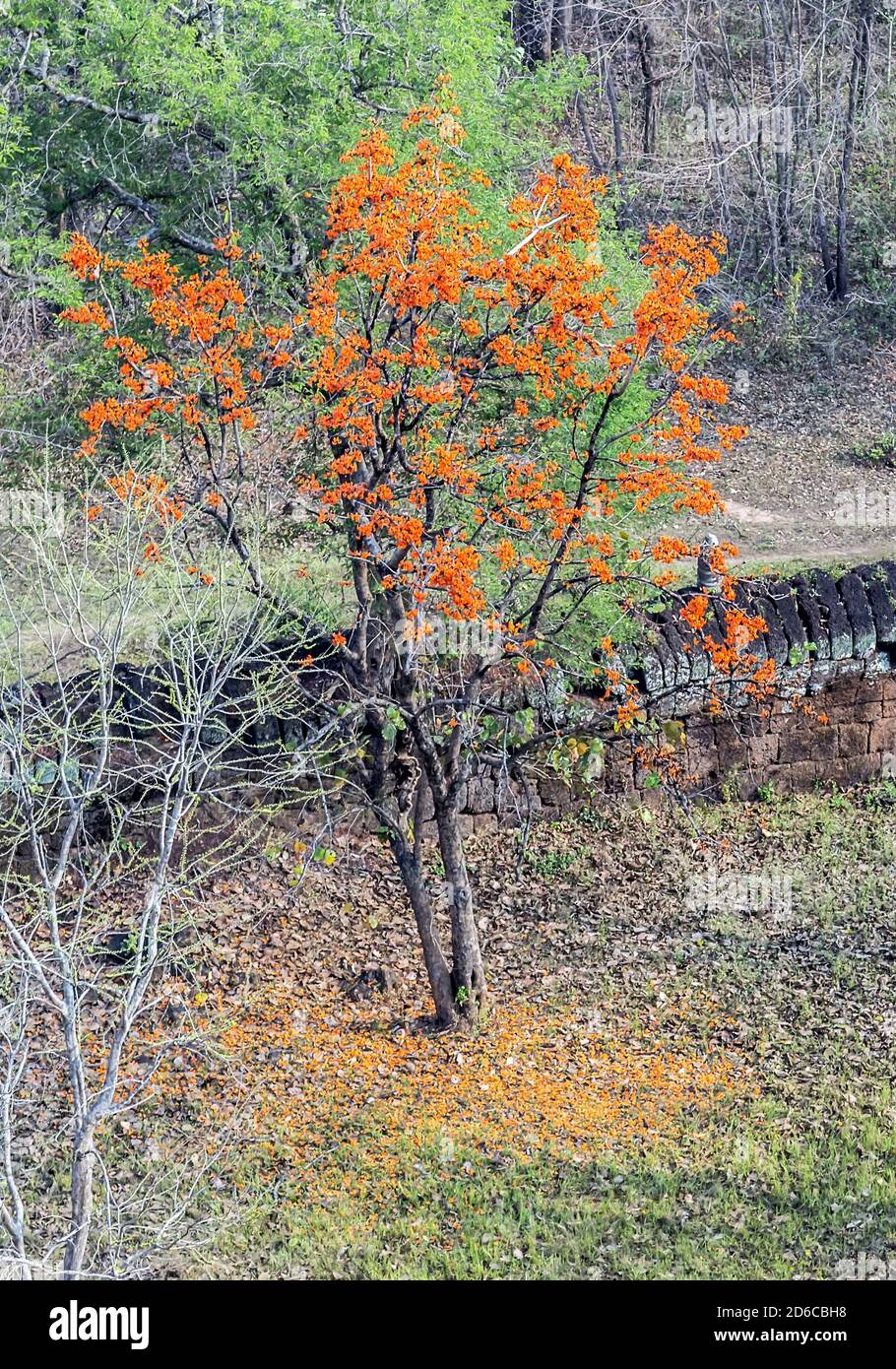 Saffron orange color Bodhi Tree or Bodhi Fig Tree is a large and ...