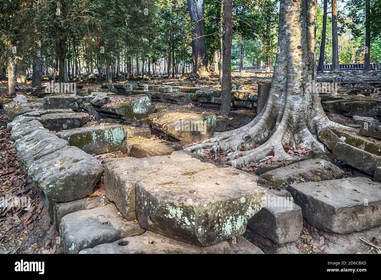 Roots of a strangler fig tree overtake the stone temple complex of ...