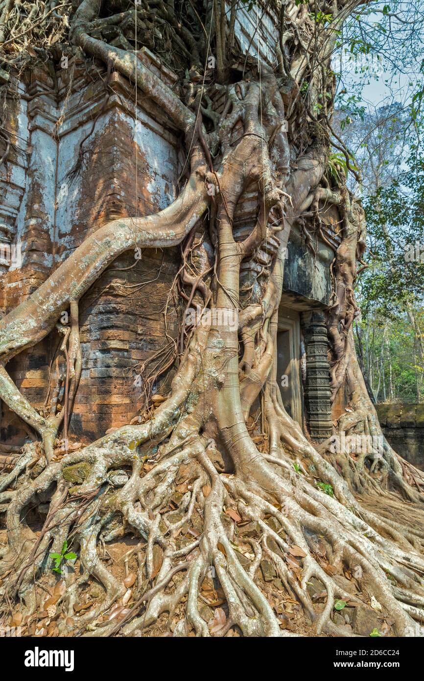tree jungle in ancient temple Koh Ker in Siem Reap, Cambodia Stock ...