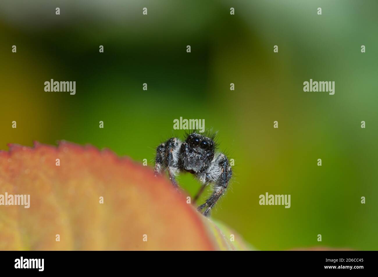 Spider with funny face hi-res stock photography and images - Alamy