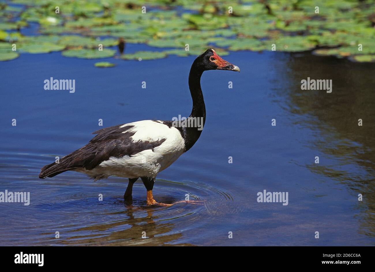 ADULT MAGPIE GOOSE anseranas semipalmata WALKING IN WATER, AUSTRALIA ...
