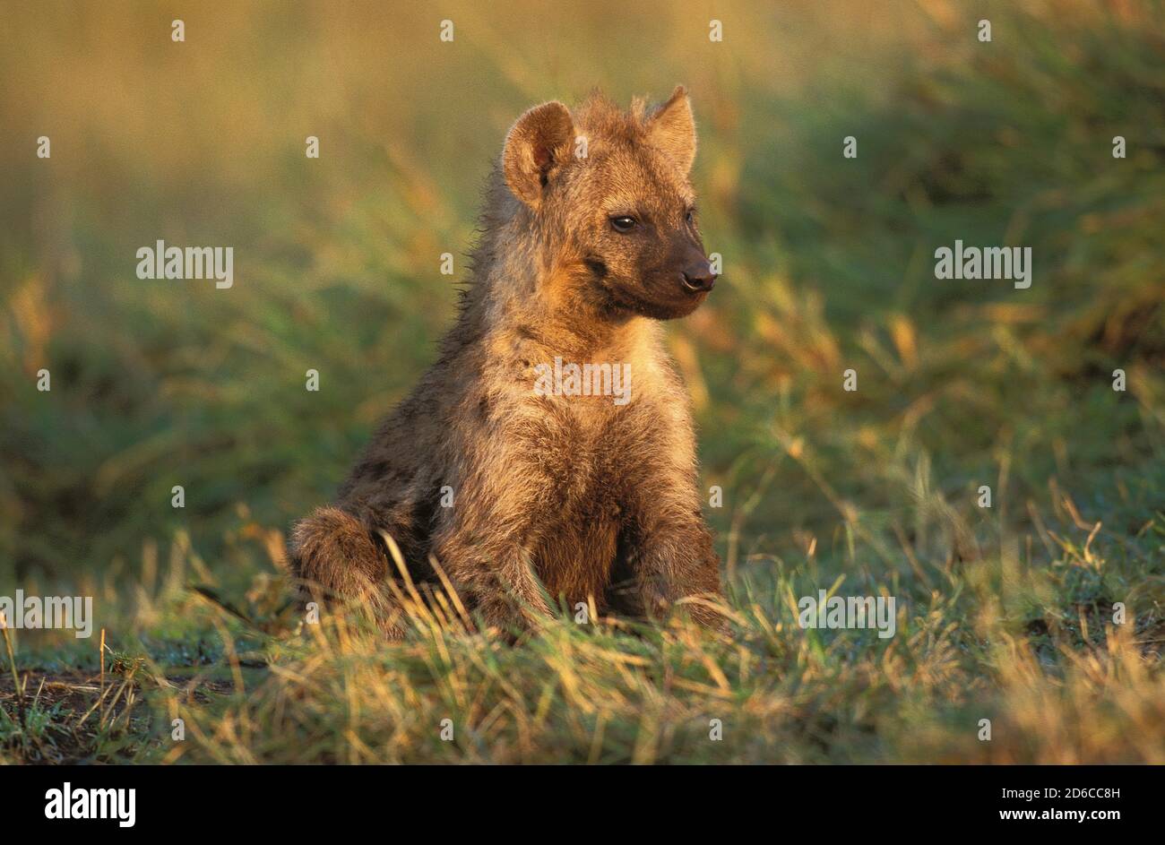 SPOTTED HYENA crocuta crocuta, YOUNG SITTING ON GRASS, KENYA Stock ...